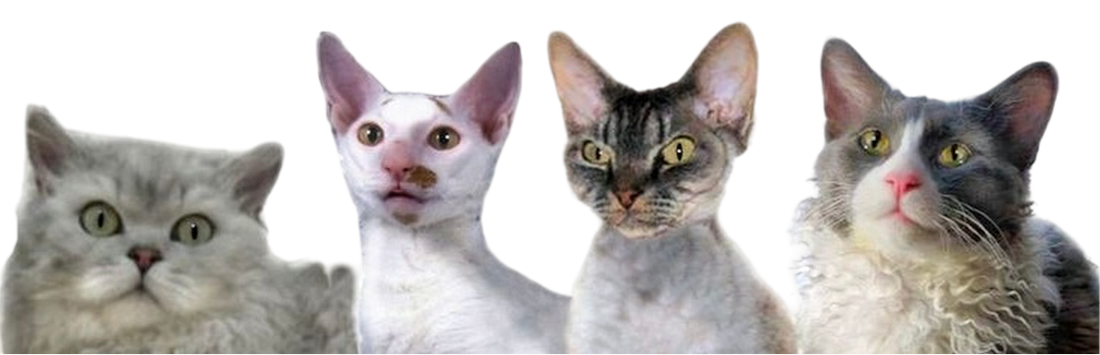 Selkirk Rex – Rex Cat Club